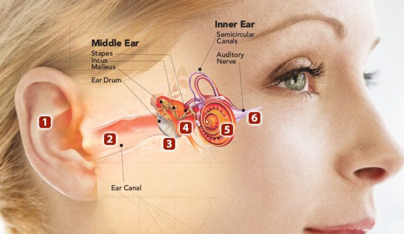 How Hearing Works - Parts of the Ear & Hearing Loss Types